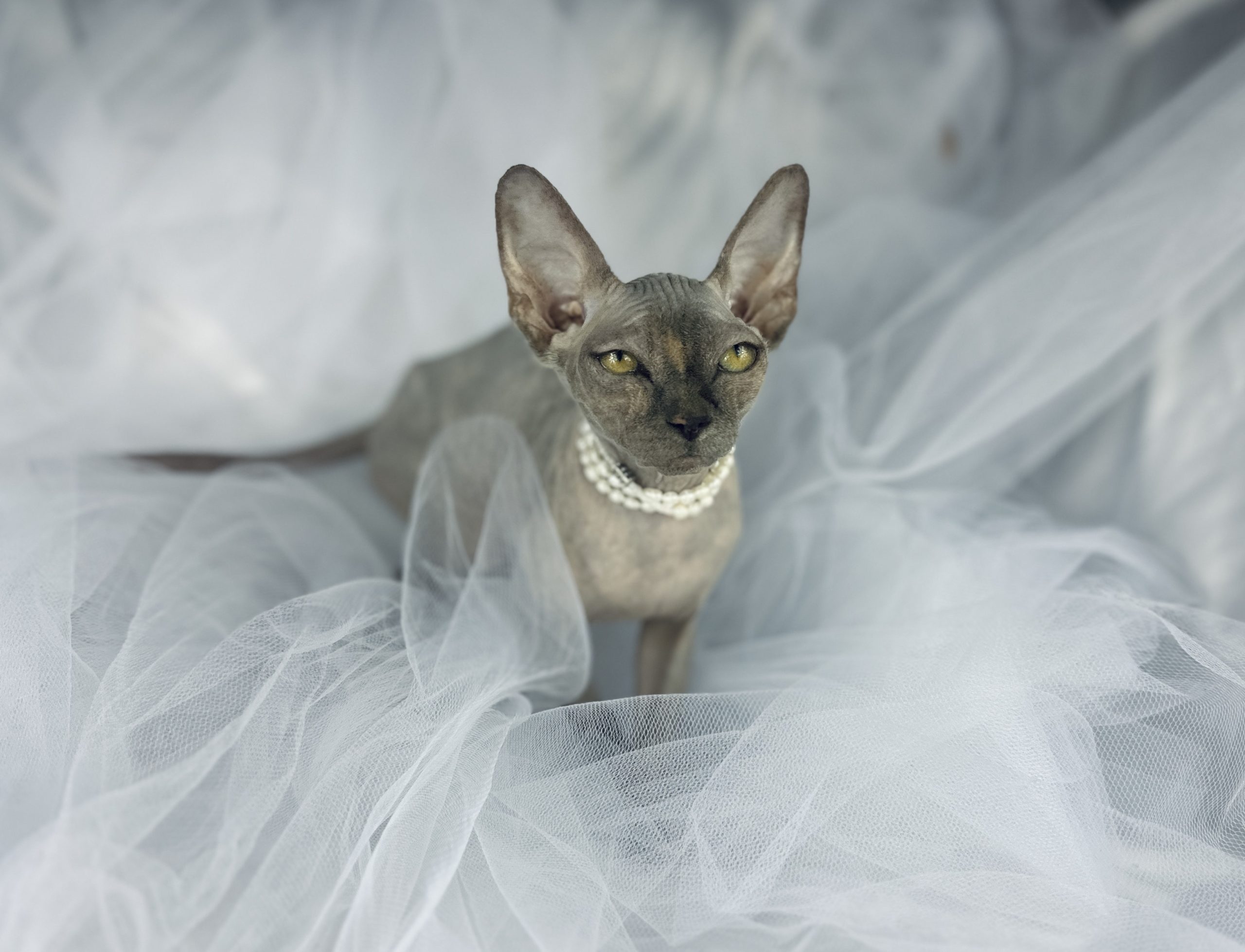 Sphynx Cat For Sale | Hairless Cats | Sphynx Kittens For Sale | Adoption