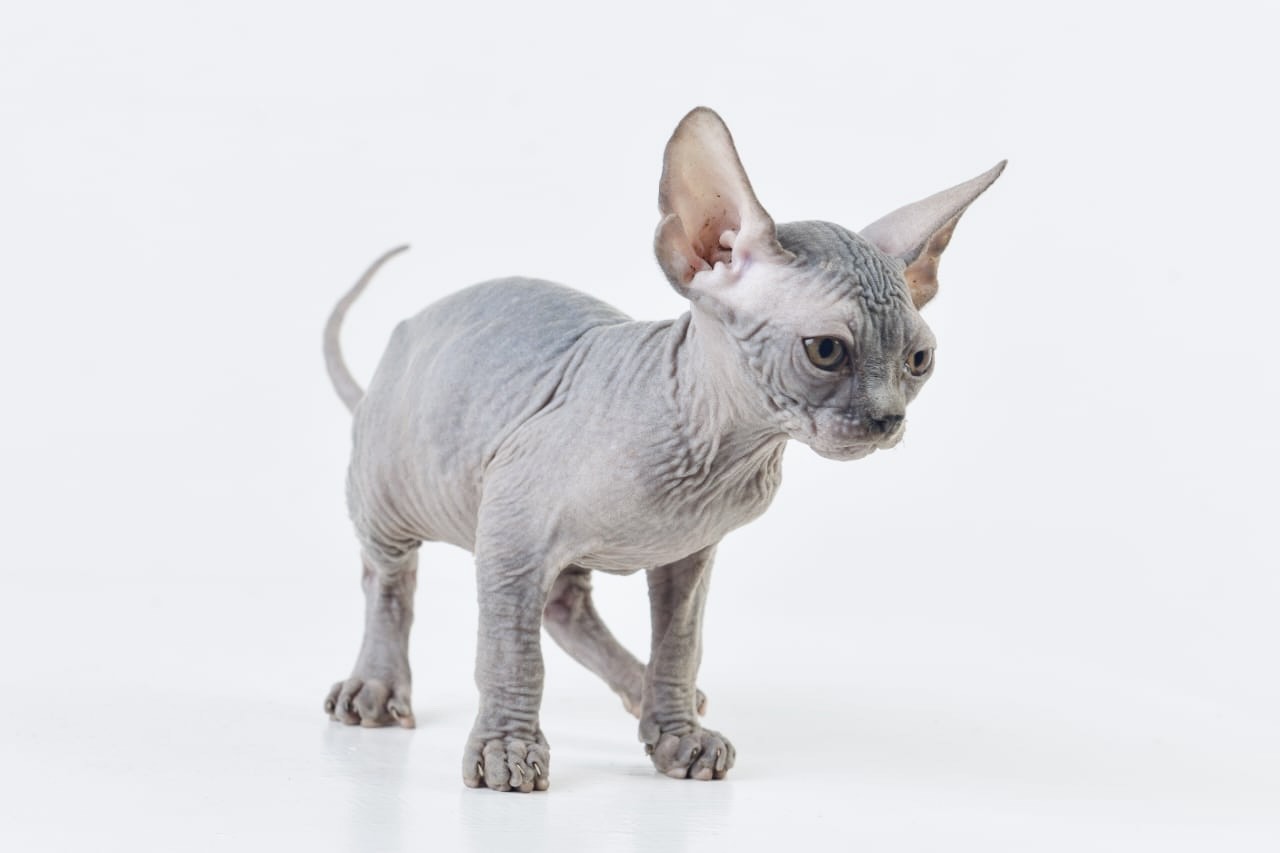 Sphynx Cats for Sale | Sphynx Kitten Breeder| Purrxotics