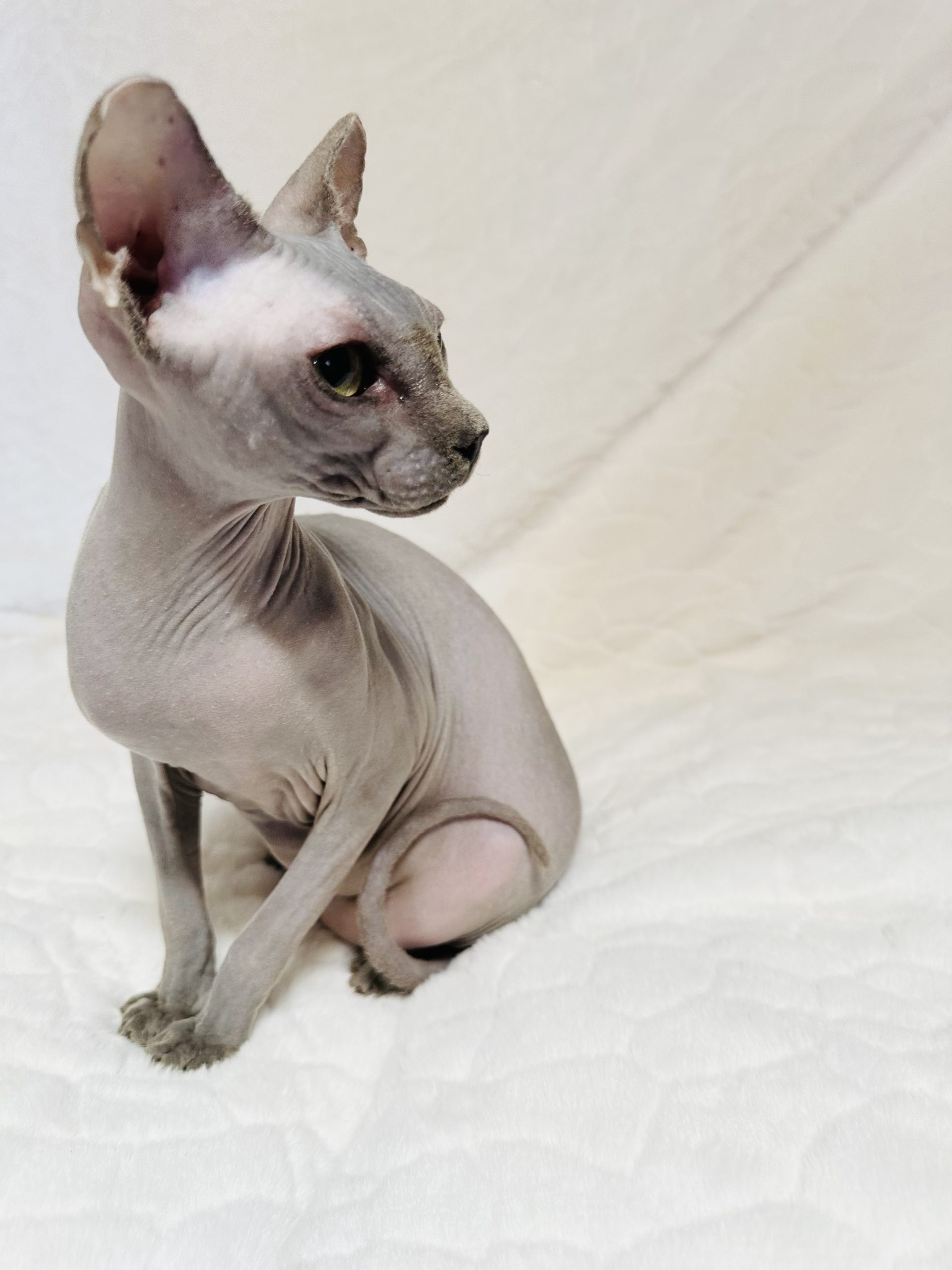 Sphynx Cats for Sale | Sphynx Kitten Breeder| Purrxotics