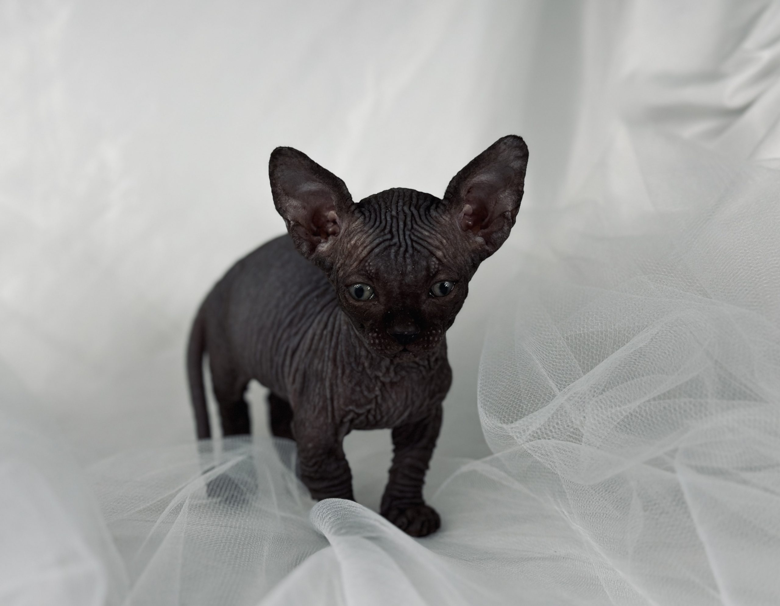 Sphynx Cats for Sale | Sphynx Kitten Breeder| Purrxotics