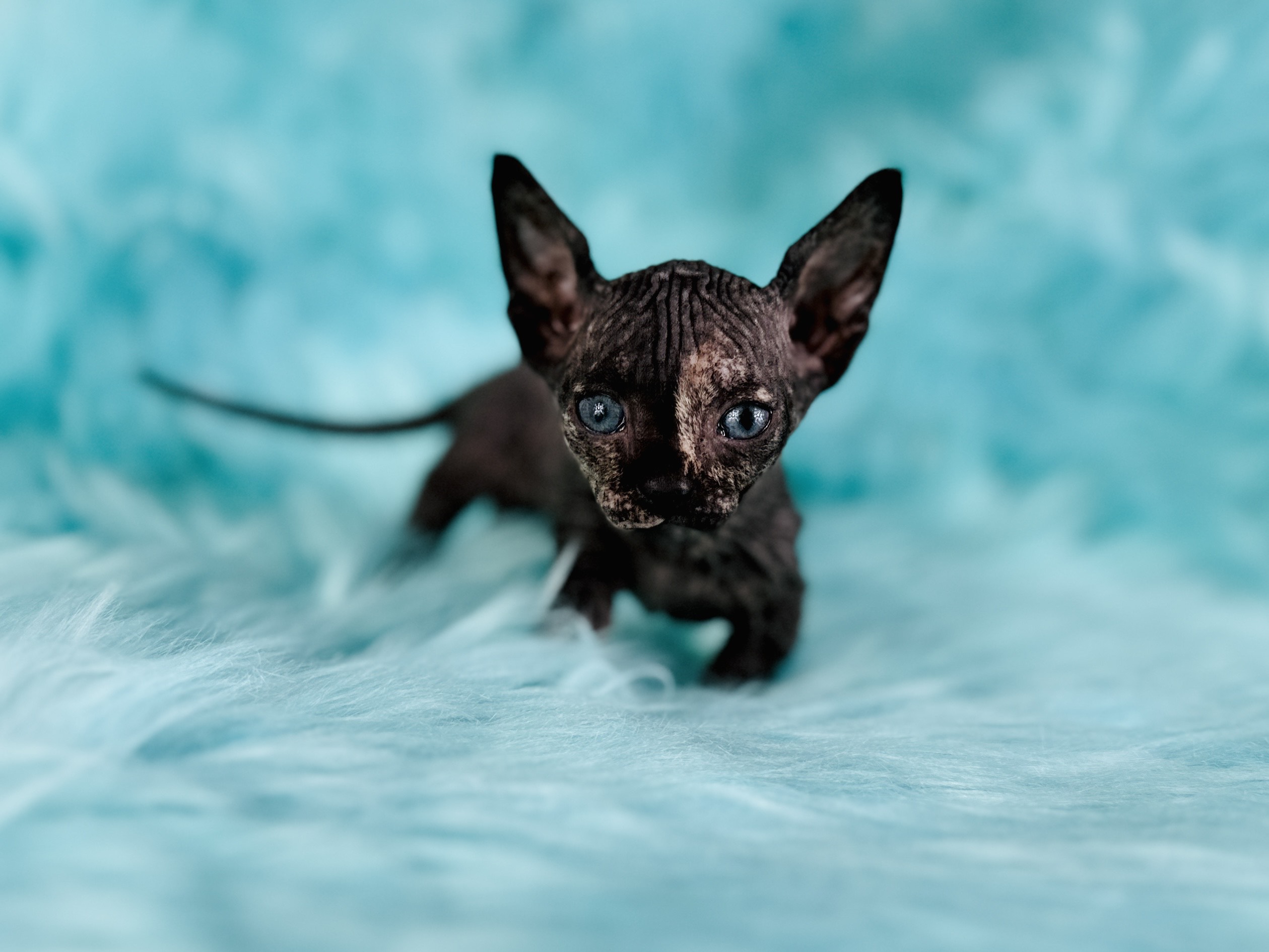 Sphynx Cats for Sale | Sphynx Kitten Breeder| Purrxotics
