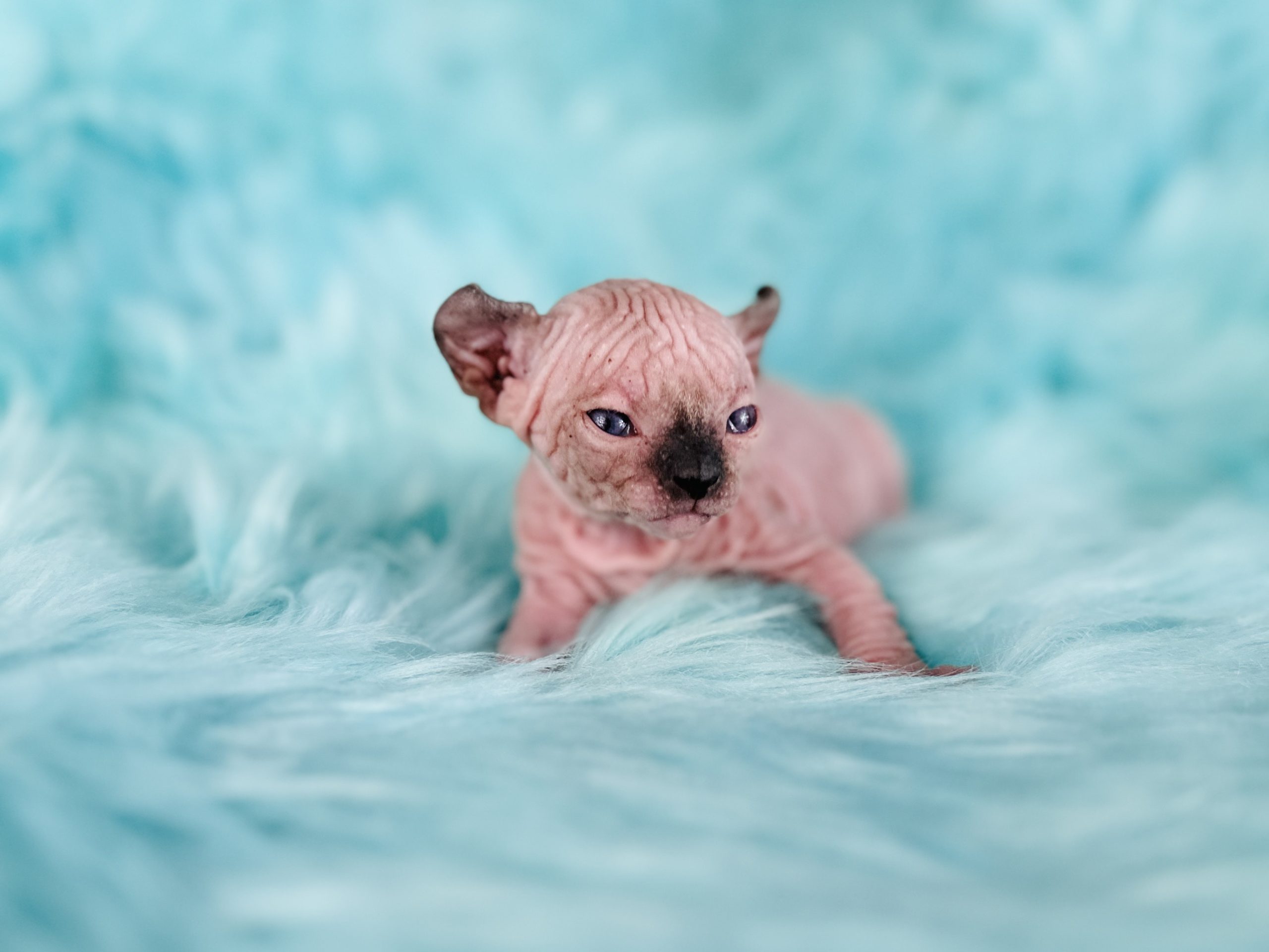 Sphynx Cats for Sale | Sphynx Kitten Breeder| Purrxotics