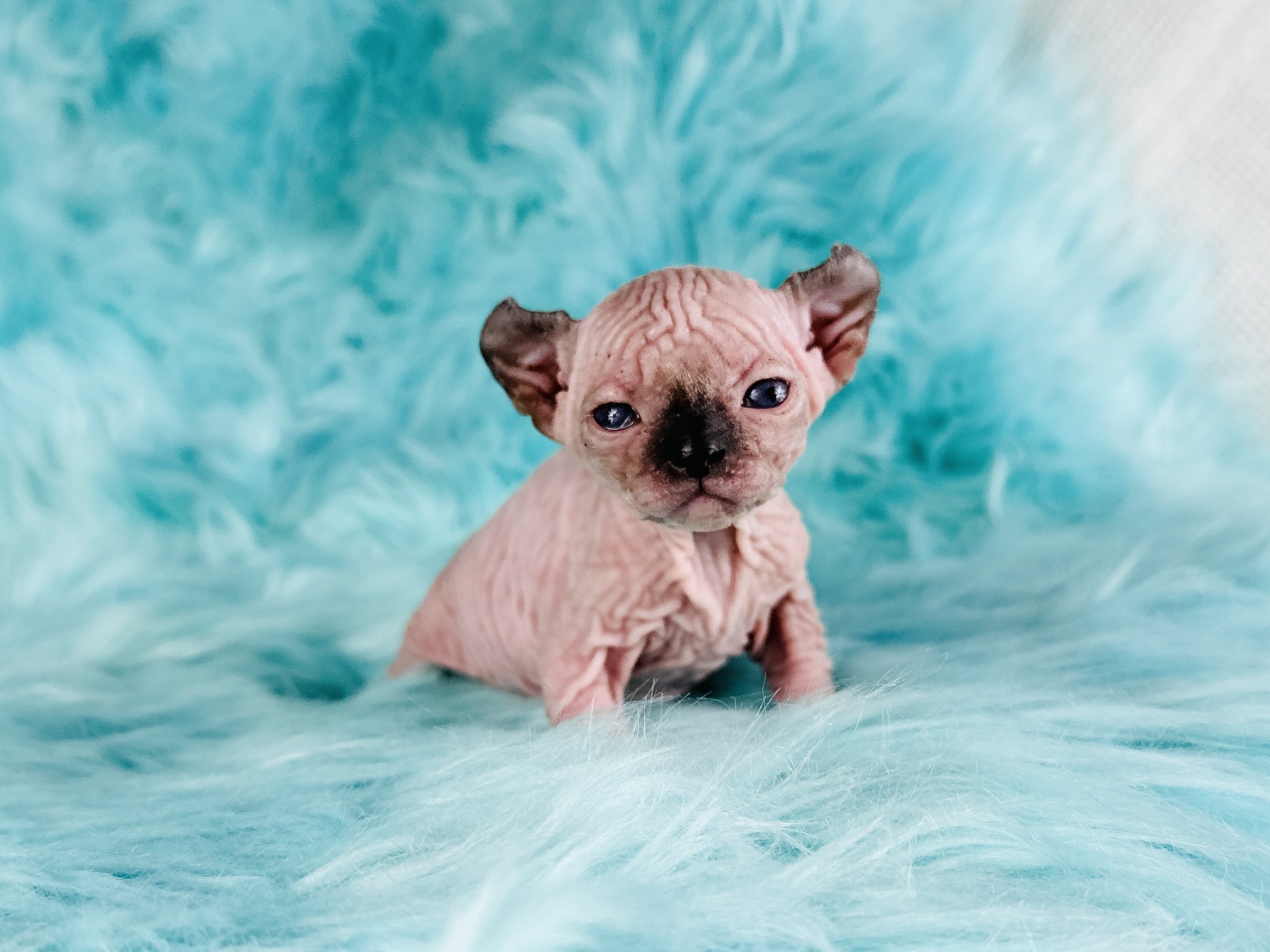 Sphynx Cats for Sale | Sphynx Kitten Breeder| Purrxotics