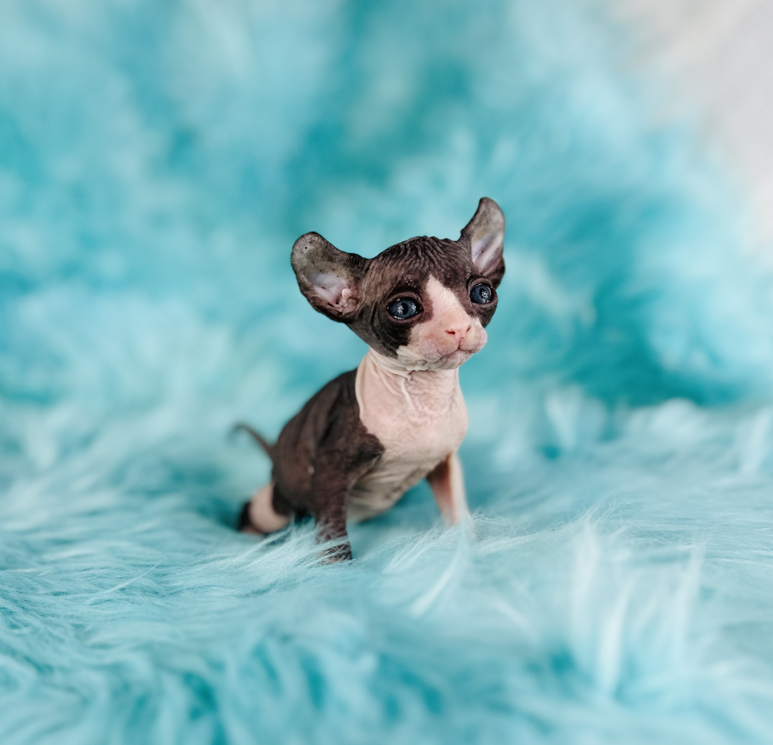 Sphynx Cats for Sale | Sphynx Kitten Breeder| Purrxotics