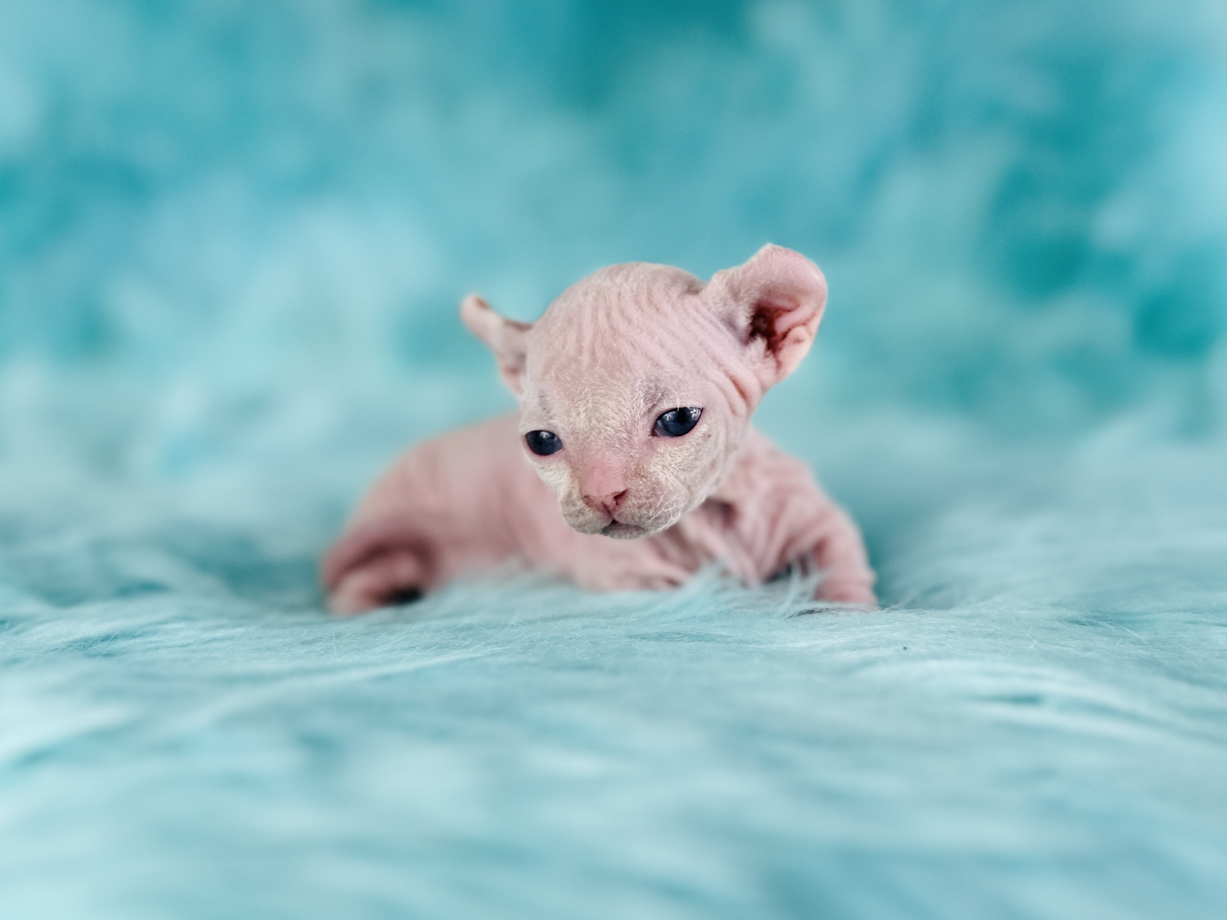 Sphynx Cats for Sale | Sphynx Kitten Breeder| Purrxotics