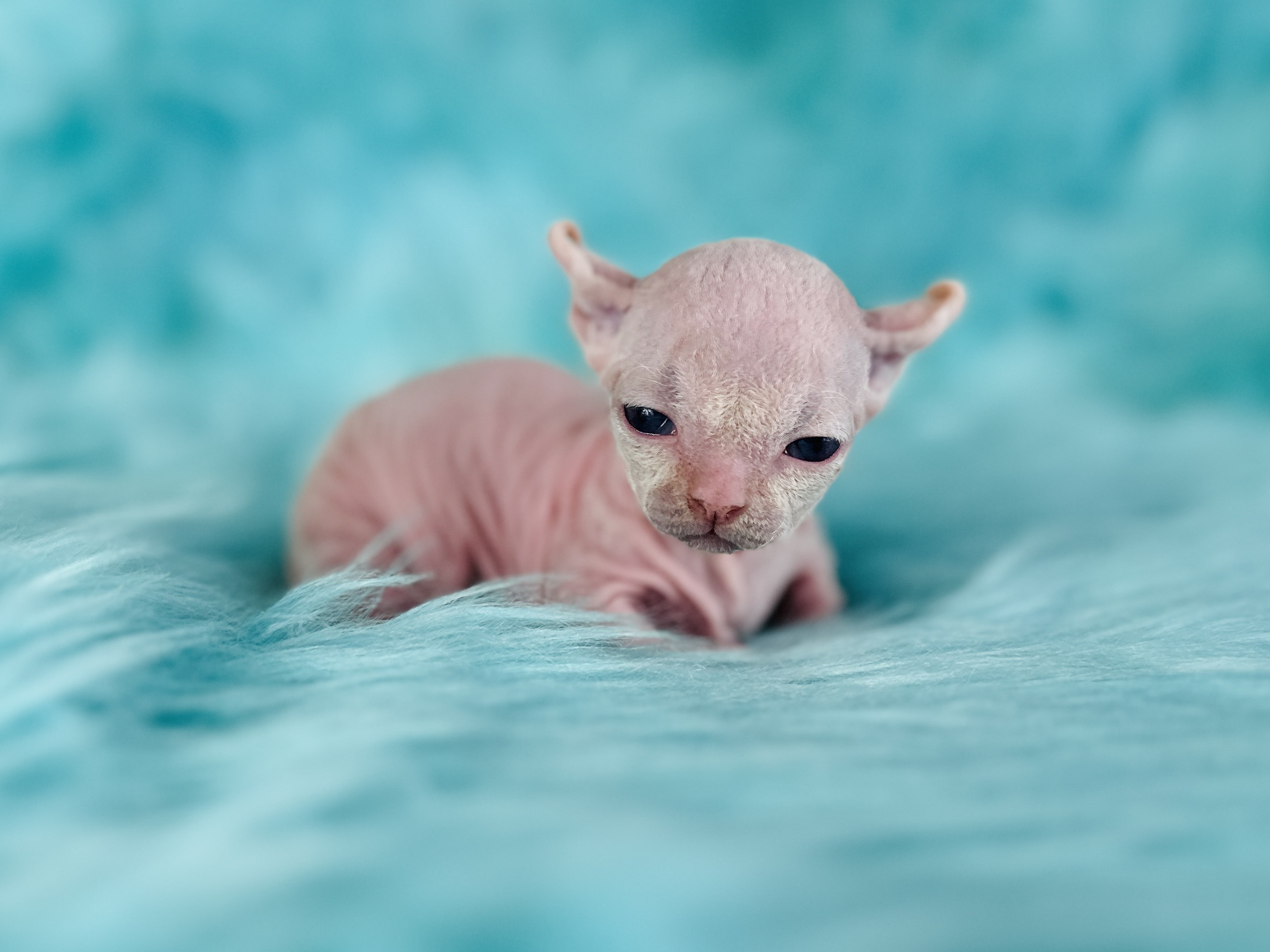 Sphynx Cats for Sale | Sphynx Kitten Breeder| Purrxotics