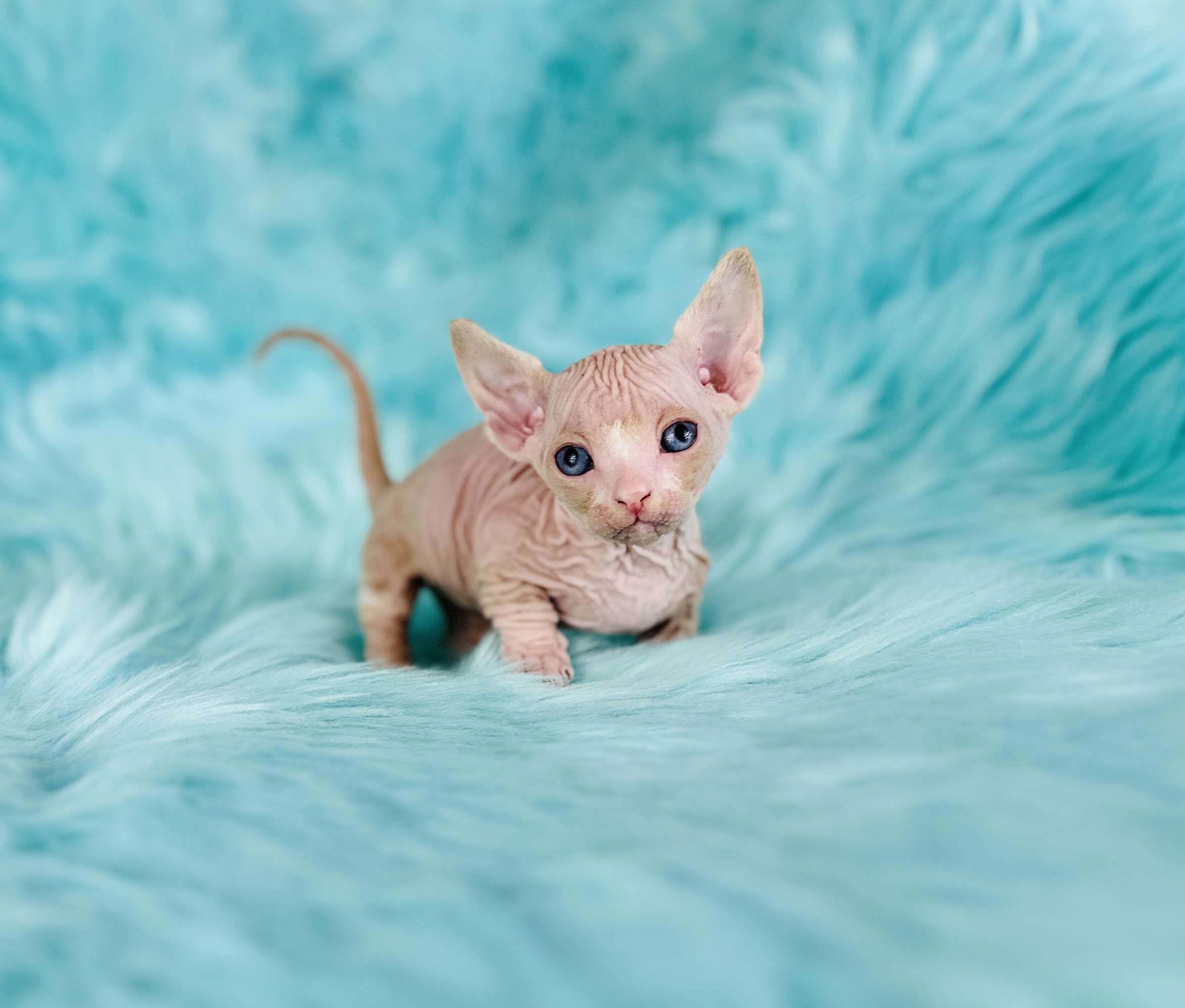 Sphynx Cats for Sale | Sphynx Kitten Breeder| Purrxotics