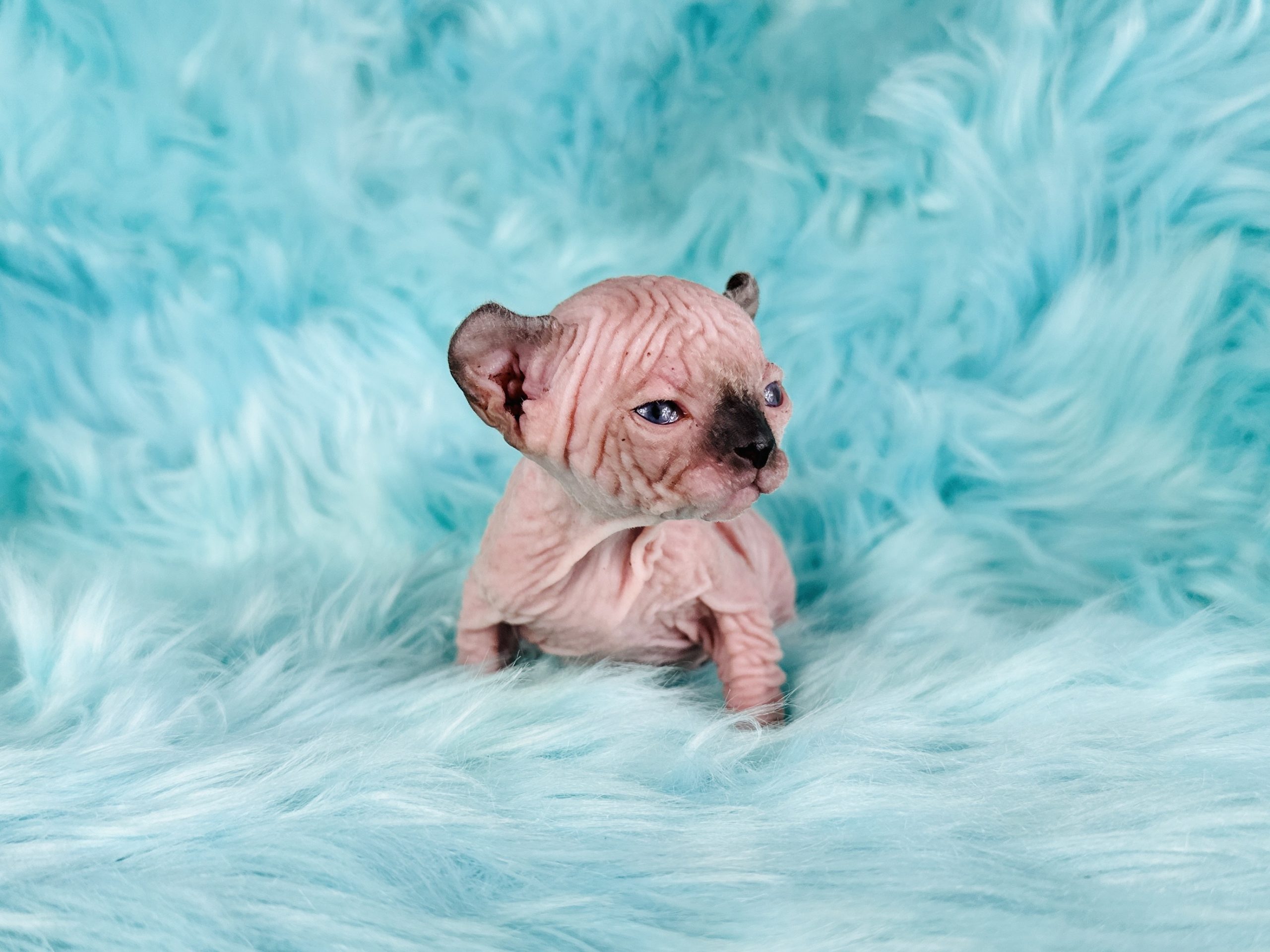 Sphynx Cats for Sale | Sphynx Kitten Breeder| Purrxotics