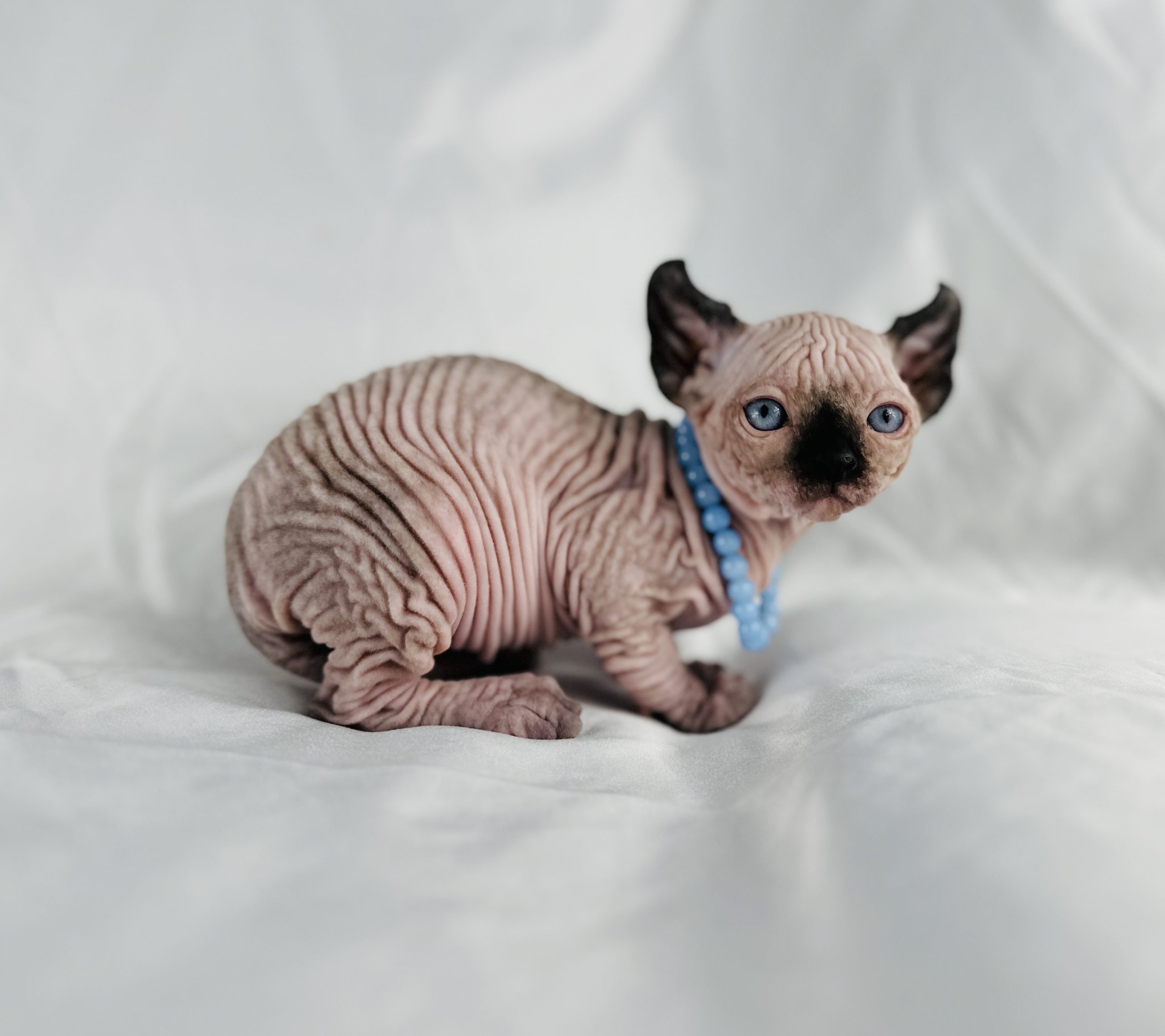 Sphynx Cats for Sale | Sphynx Kitten Breeder| Purrxotics