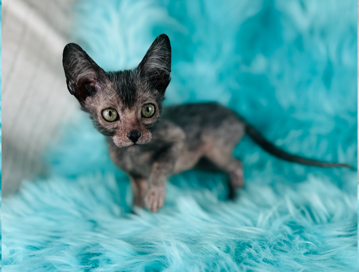 Lykoi: The "Wolf Cat" Stealing Hearts - Sphynx Cat For Sale | Sphynx ...