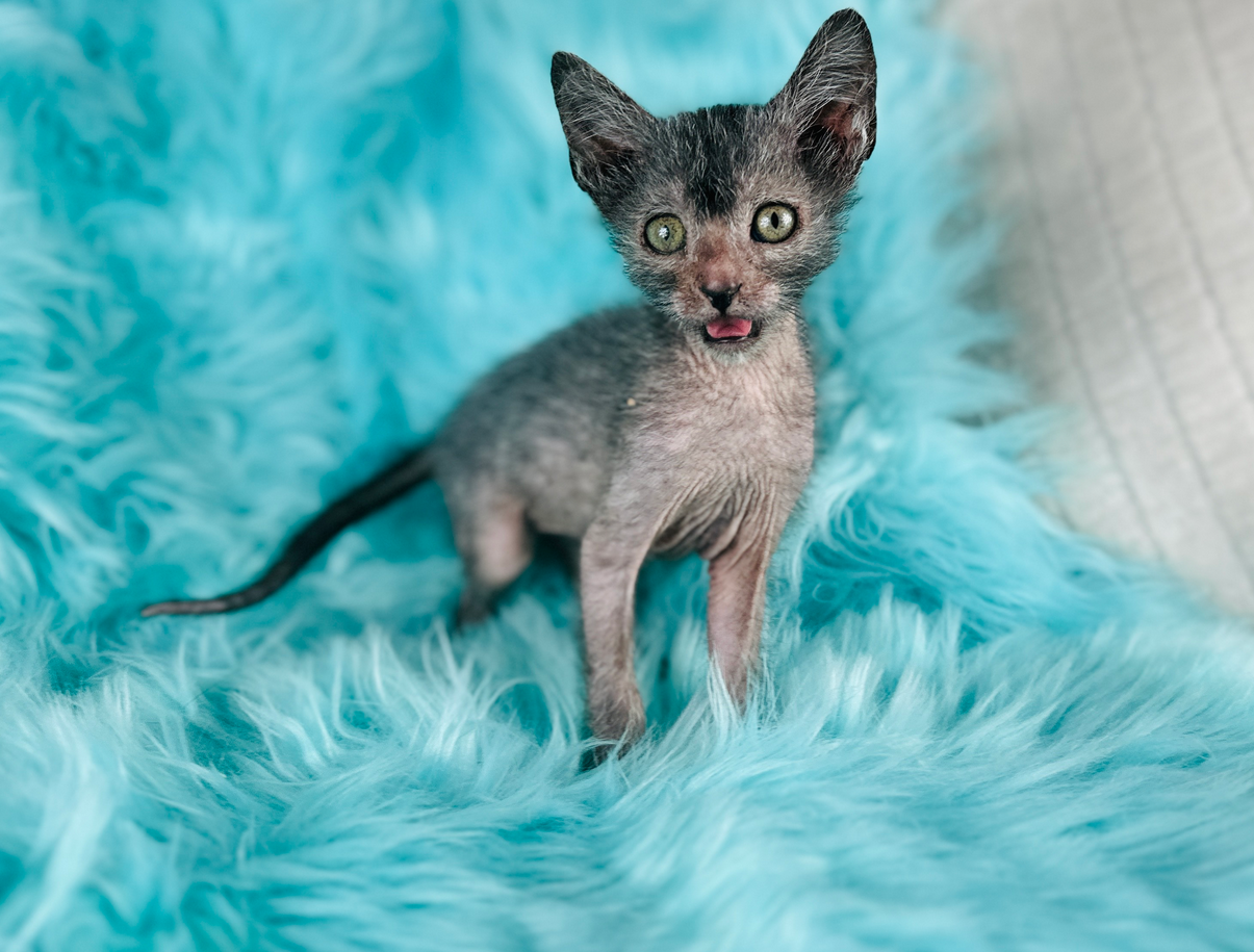 Lykoi: The "Wolf Cat" Stealing Hearts - Sphynx Cat For Sale | Sphynx Kitten Breeder