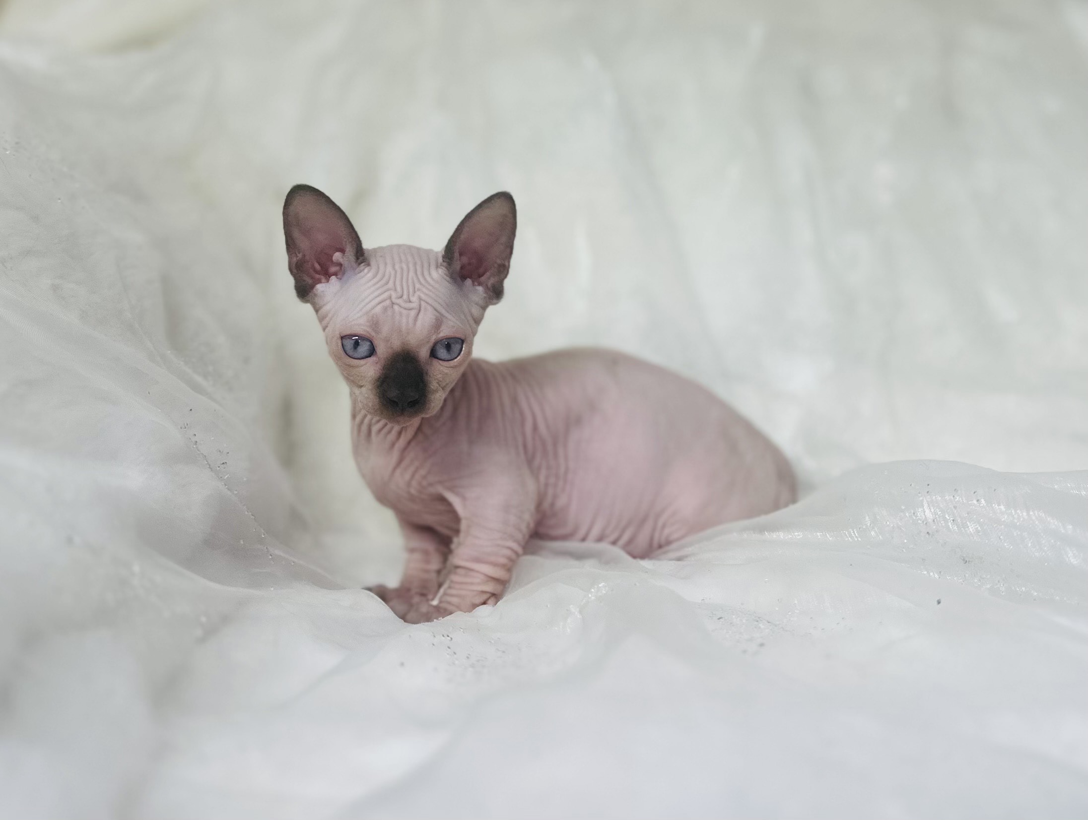 Sphynx Cats for Sale | Sphynx Kitten Breeder| Purrxotics